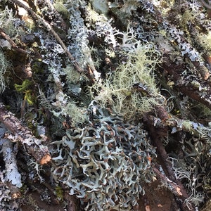 Dried Natural Tree Lichens Moss, Every Bag is Unique, 9x12” Bags ...
