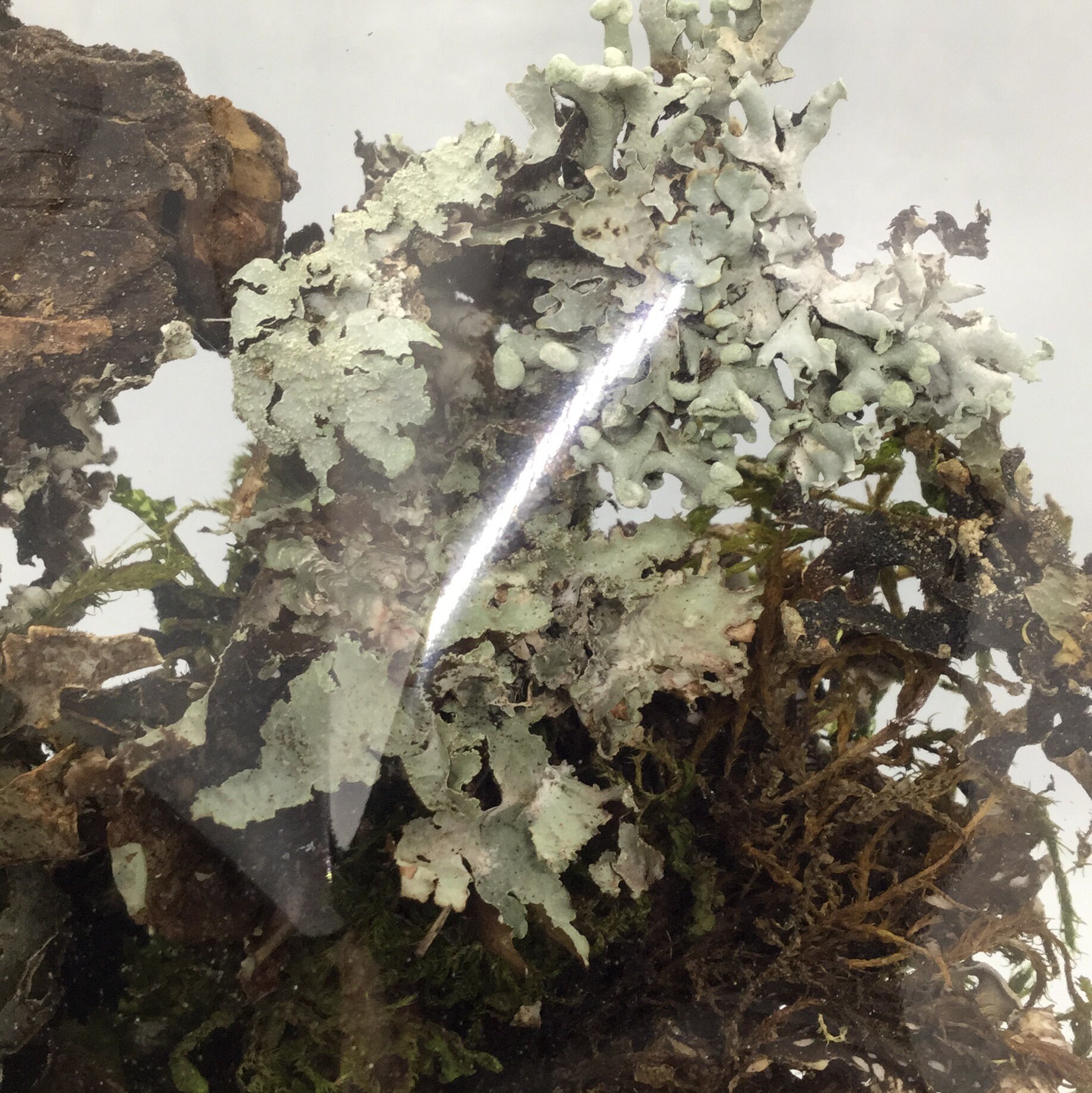 Dried Natural Tree Fungi, Lichens & Moss, 8x10” Bag