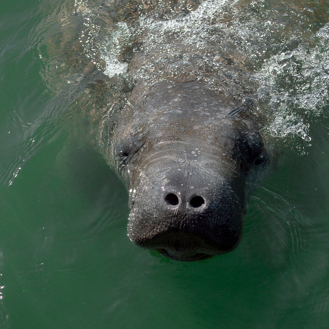 Florida Manatee Photo Print, Captiva Island - Etsy