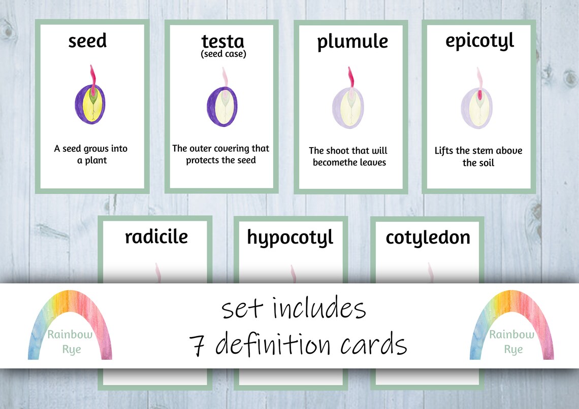 Parts of a Seed Flashcards and Poster Set - Anatomy of a Seed - Flash ...