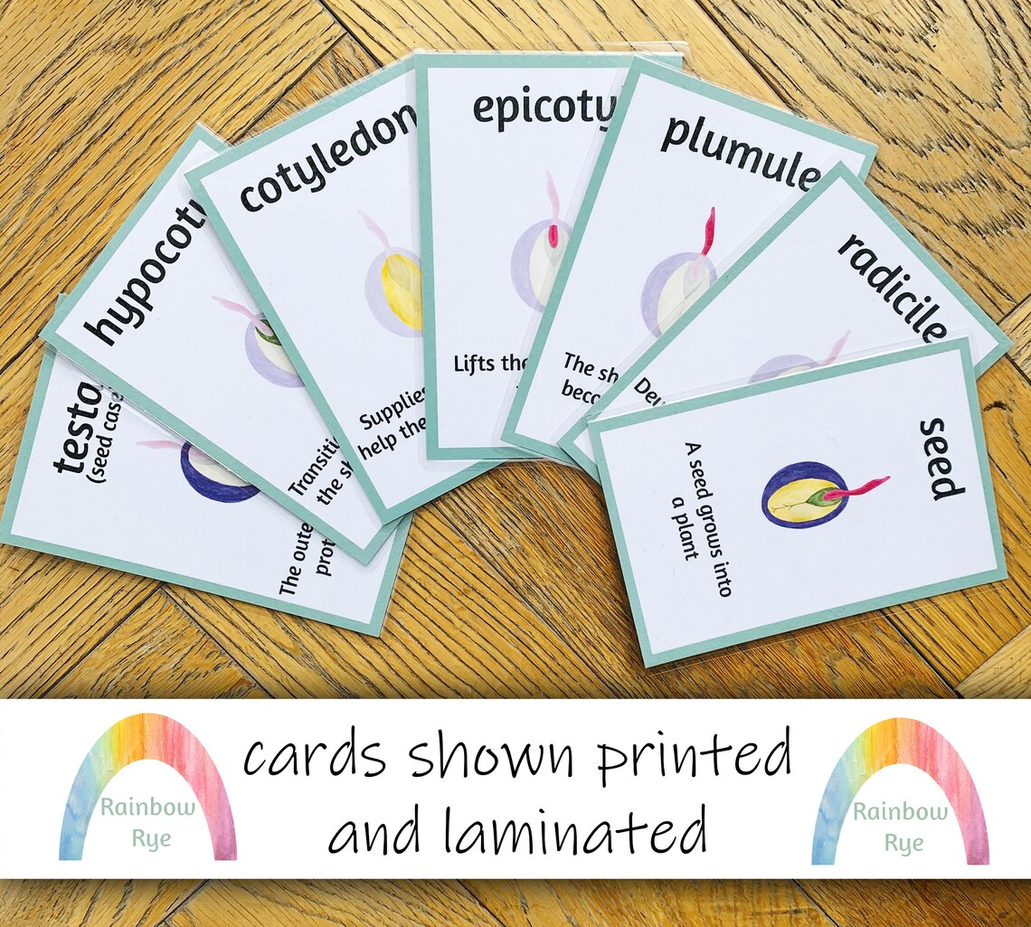 Parts of a Seed Flashcards and Poster Set - Anatomy of a Seed - Flash ...
