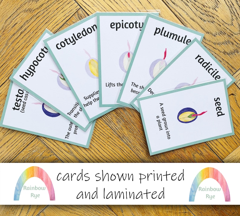 Parts of a Seed Flashcards and Poster Set - Anatomy of a Seed - Flash ...