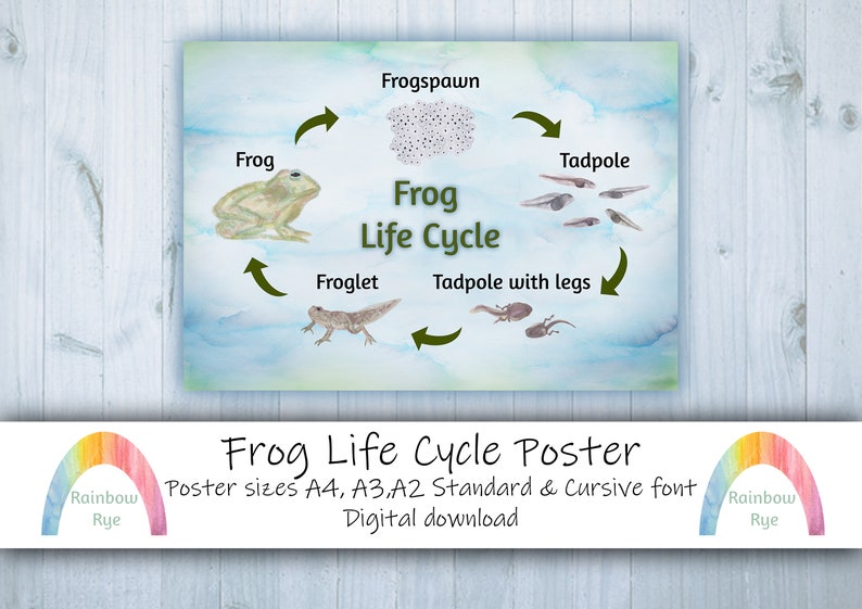 Frog Life Cycle Poster - DIGITAL DOWNLOAD - Etsy
