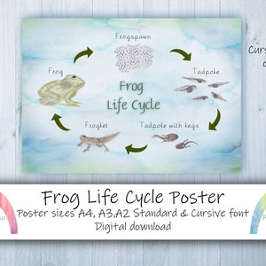 Frog Life Cycle Poster - DIGITAL DOWNLOAD - Etsy