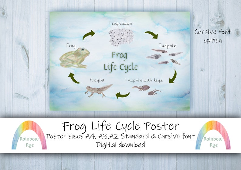 Frog Life Cycle Poster - DIGITAL DOWNLOAD - Etsy