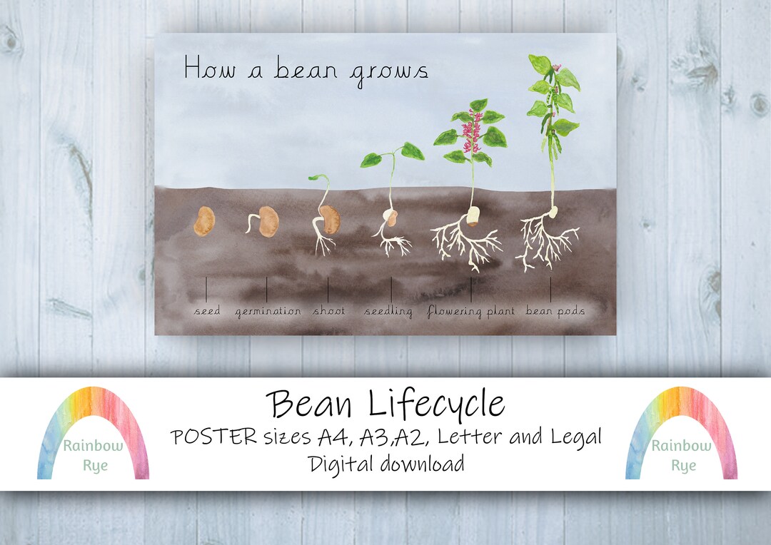 Bean Life Cycle Poster - How A Bean Grows - DIGITAL DOWNLOAD - Etsy