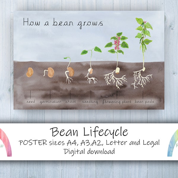 Bean Life Cycle Poster - Etsy