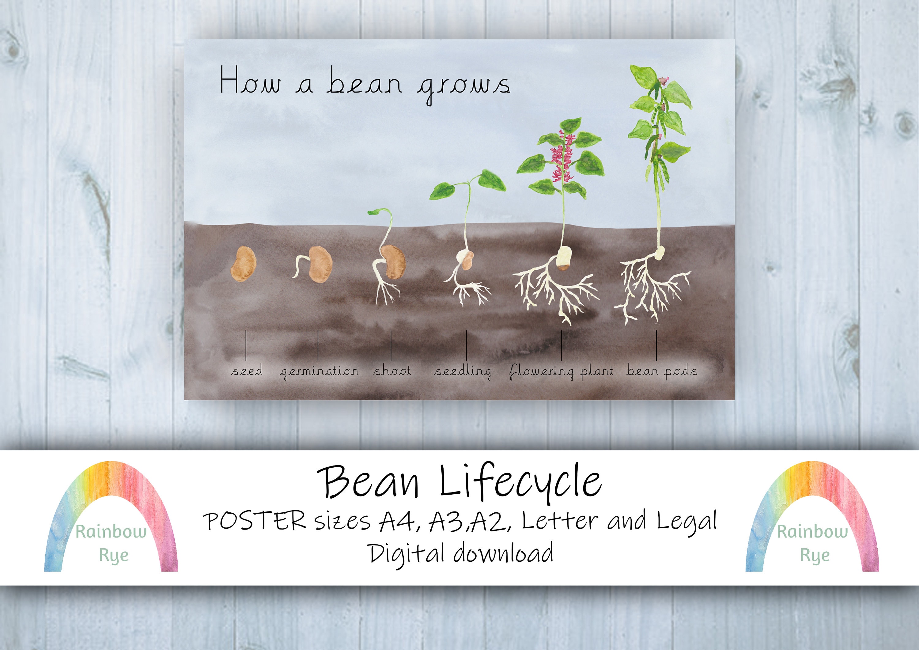 Bean Life Cycle Poster - How A Bean Grows - DIGITAL DOWNLOAD - Etsy