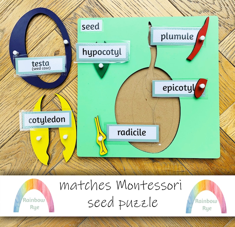 Parts of a Seed Flashcards and Poster Set - Anatomy of a Seed - Flash ...