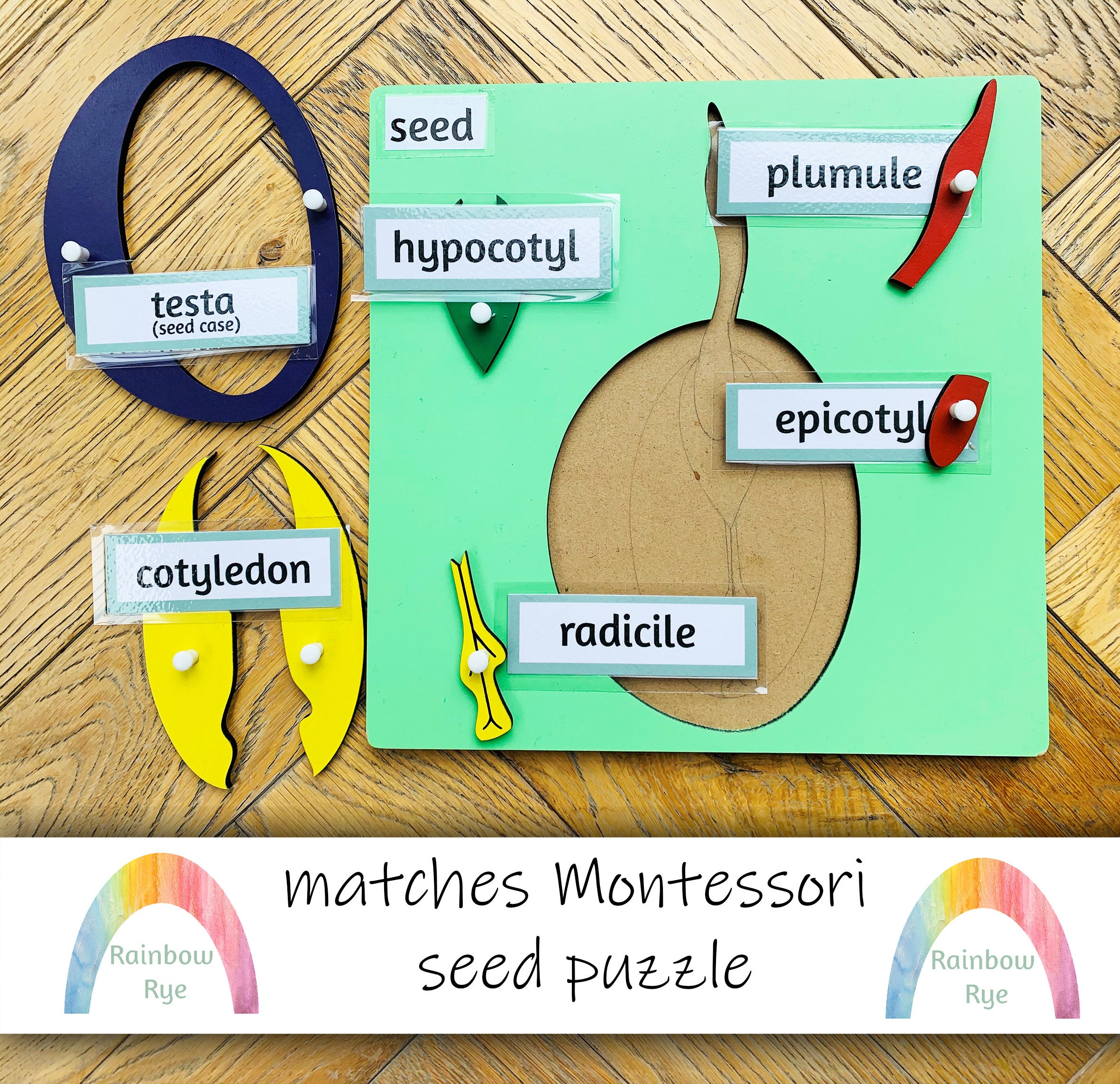 Parts of a Seed Flashcards and Poster Set - Anatomy of a Seed - Flash ...