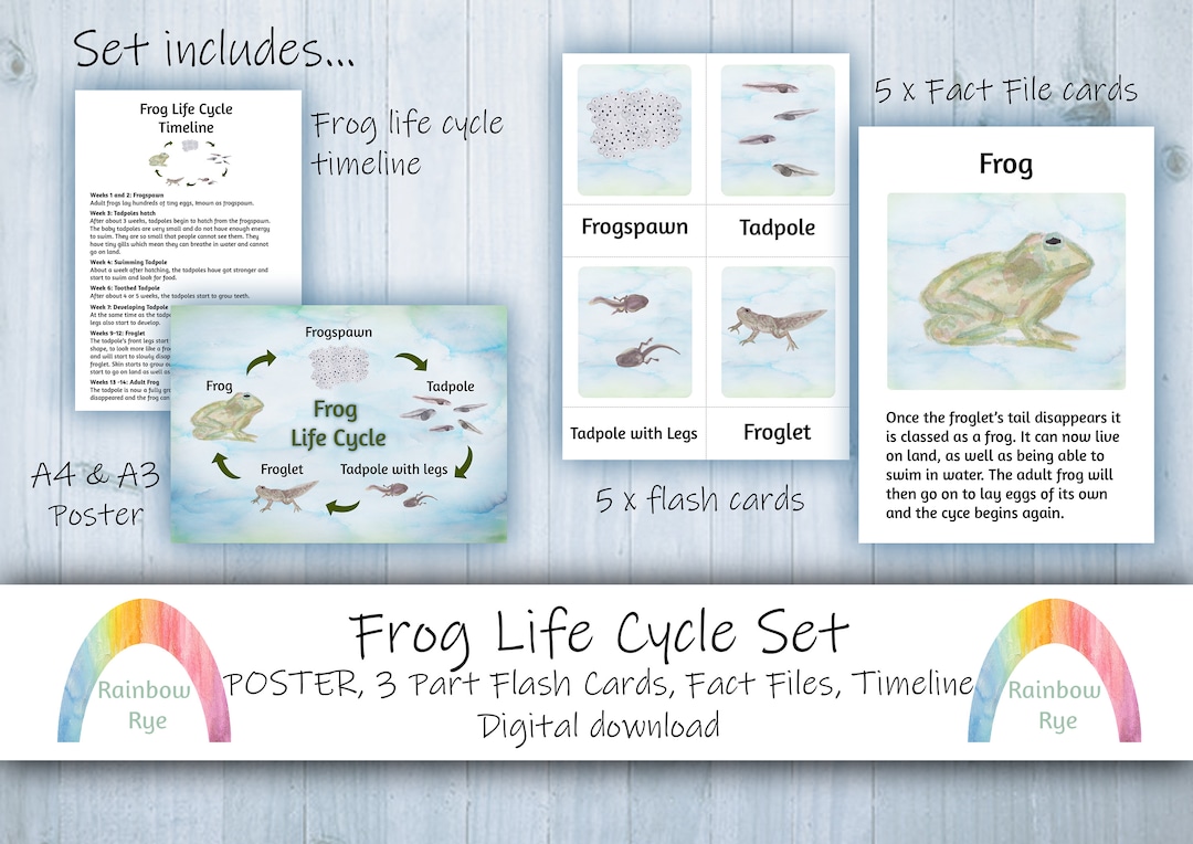 Frog Life Cycle Set - Flash Cards - Fact File - Poster - Timeline ...