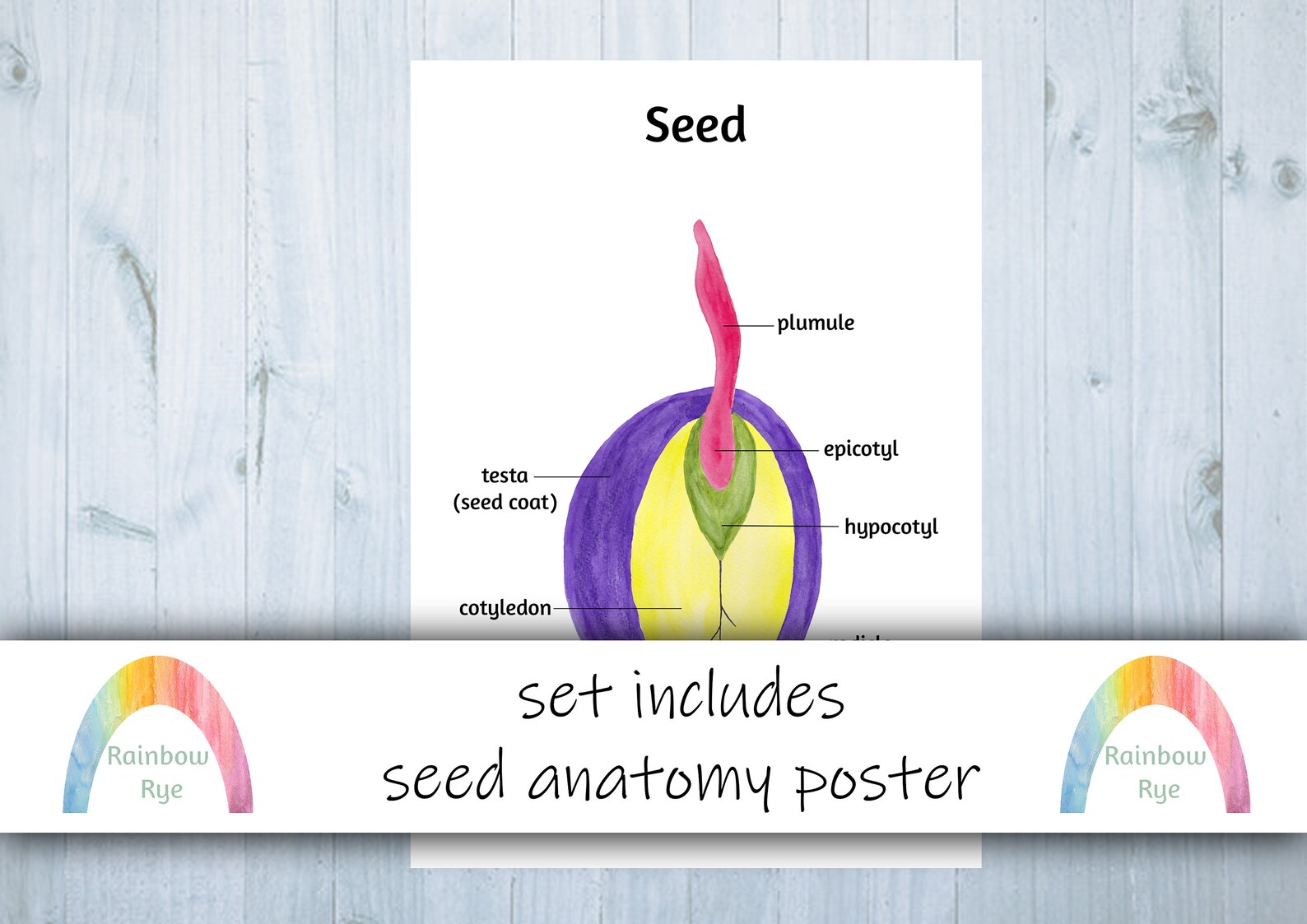 Parts of a Seed Flashcards and Poster Set - Anatomy of a Seed - Flash ...