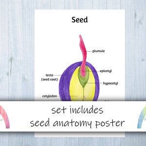 Parts of a Seed Flashcards and Poster Set - Anatomy of a Seed - Flash ...