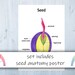 Parts of a Seed Flashcards and Poster Set - Anatomy of a Seed - Flash ...