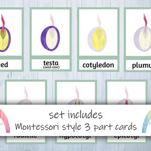 Parts of a Seed Flashcards and Poster Set - Anatomy of a Seed - Flash ...