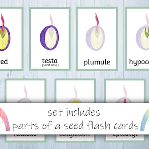 Parts of a Seed Flashcards and Poster Set - Anatomy of a Seed - Flash ...