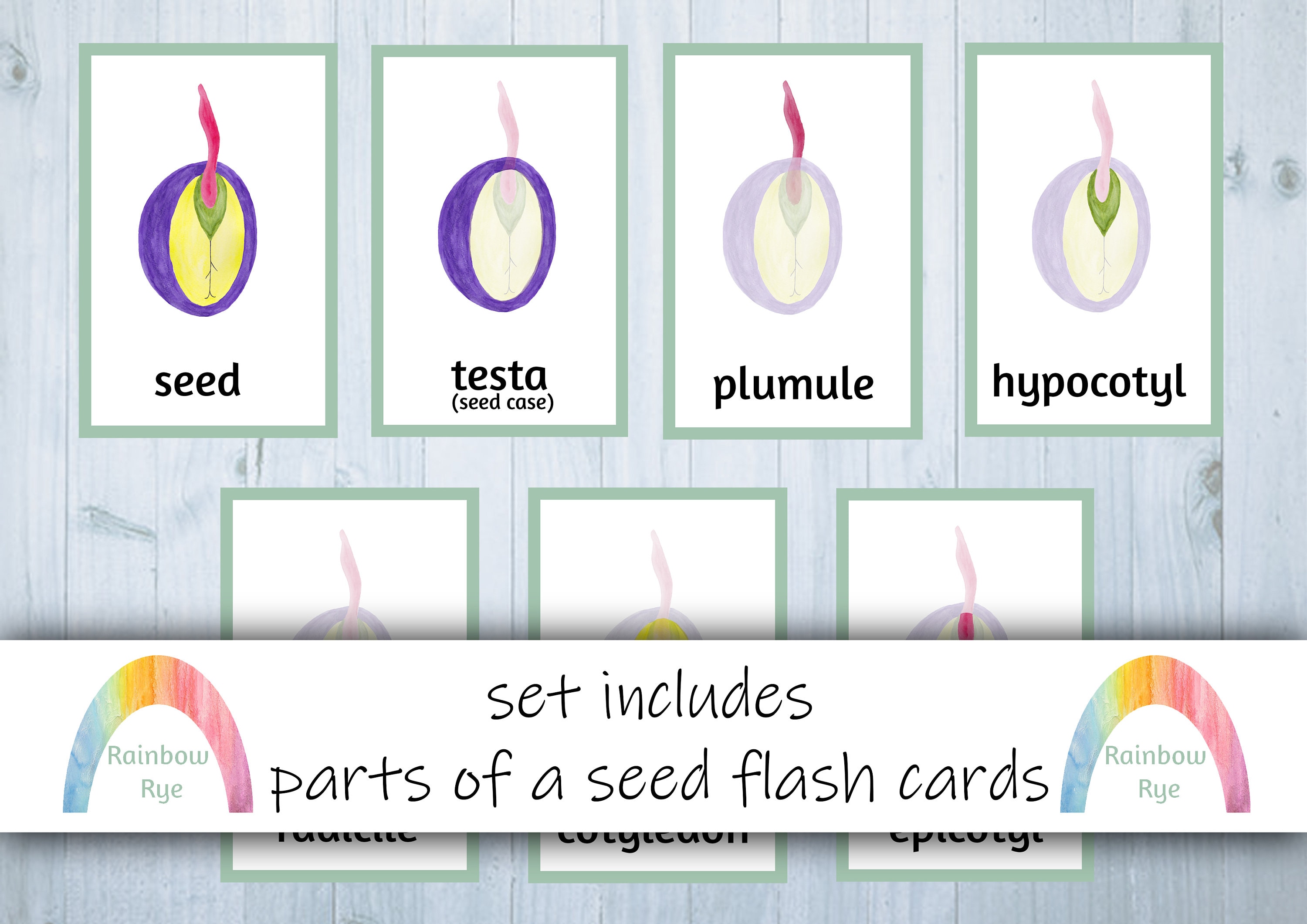 Parts of a Seed Flashcards and Poster Set - Anatomy of a Seed - Flash ...