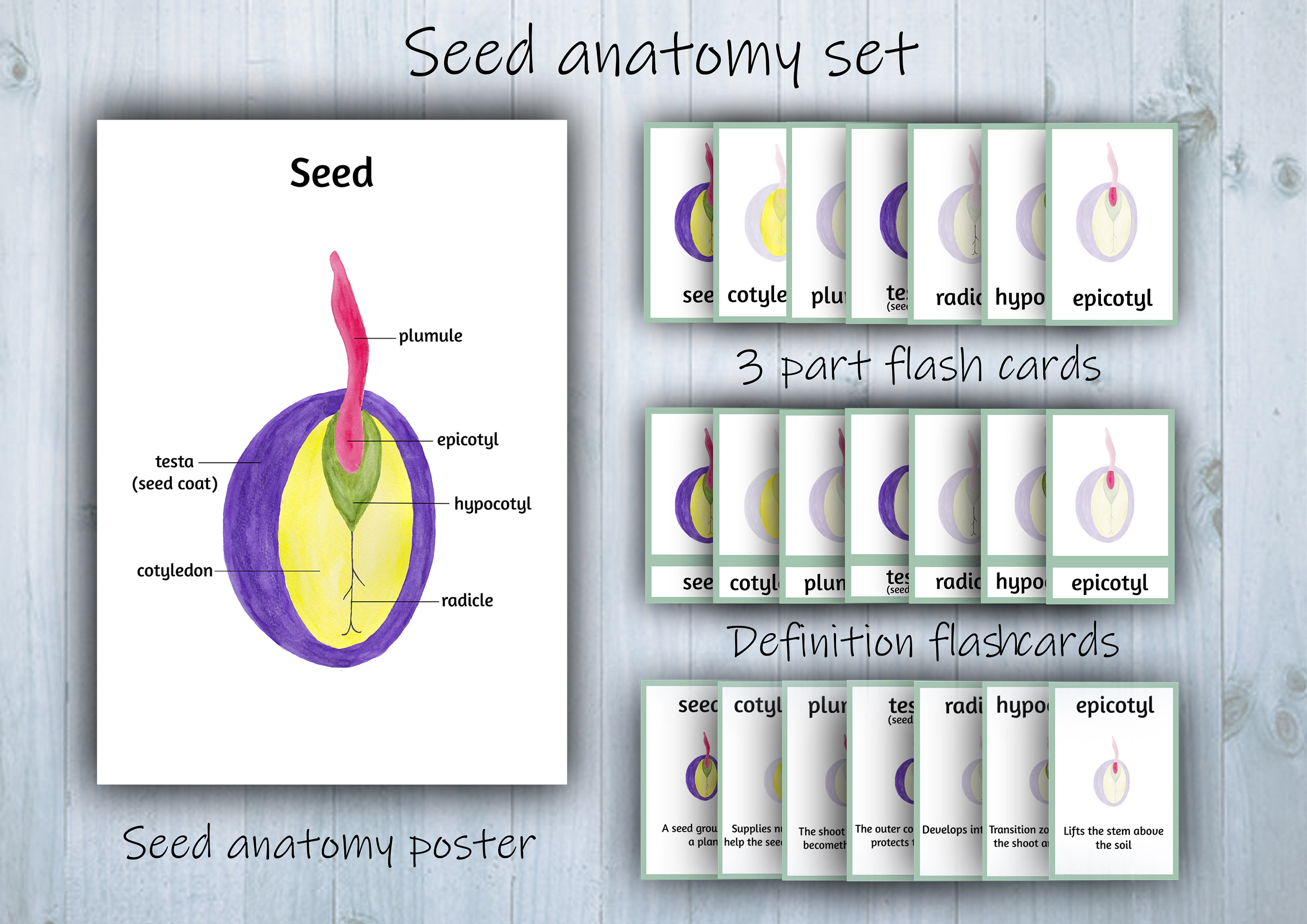 Parts of a Seed Flashcards and Poster Set - Anatomy of a Seed - Flash ...