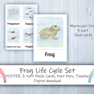 Frog Life Cycle Set - Flash Cards - Fact File - Poster - Timeline ...