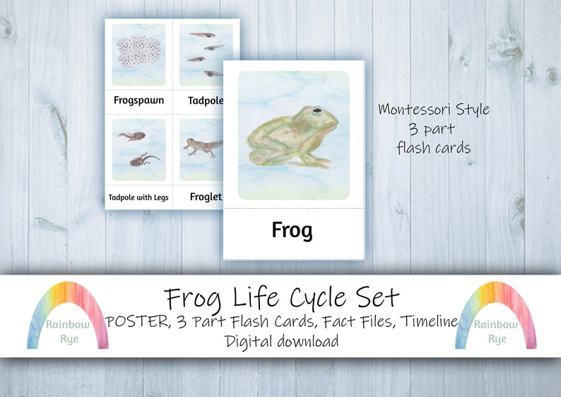 Frog Life Cycle Set - Flash Cards - Fact File - Poster - Timeline ...
