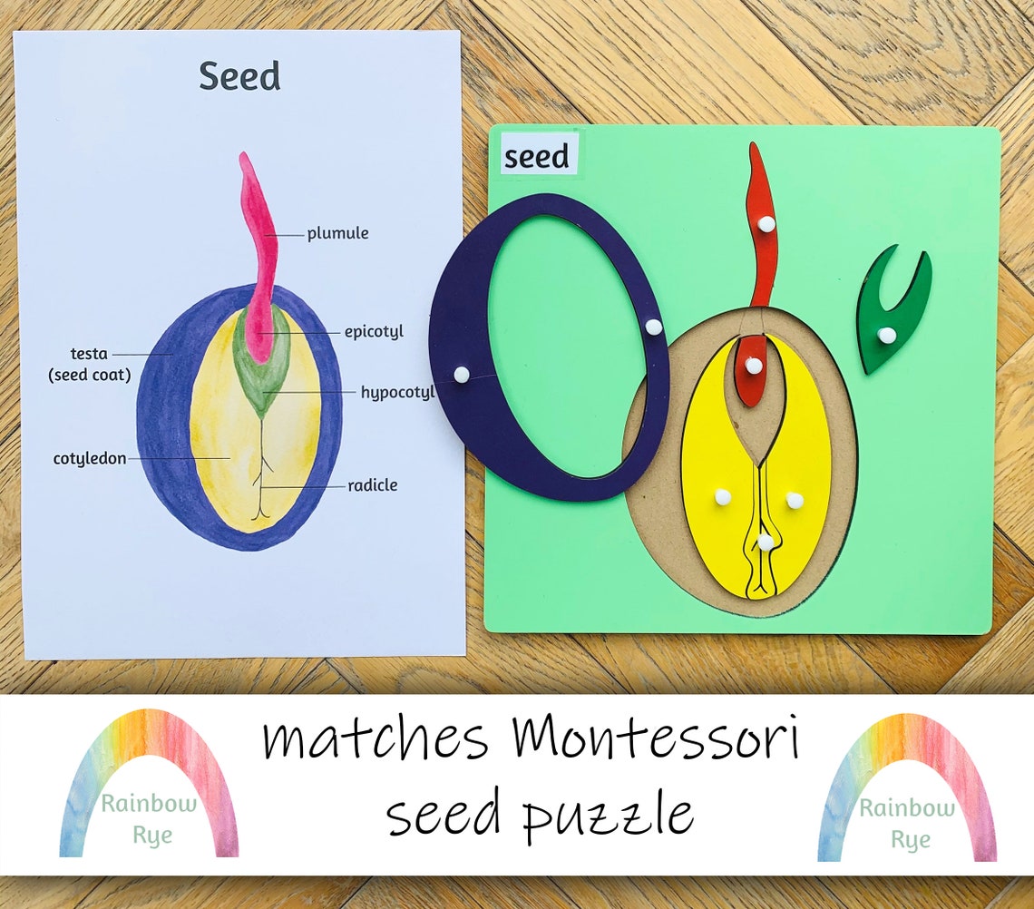 Parts of a Seed Flashcards and Poster Set - Anatomy of a Seed - Flash ...
