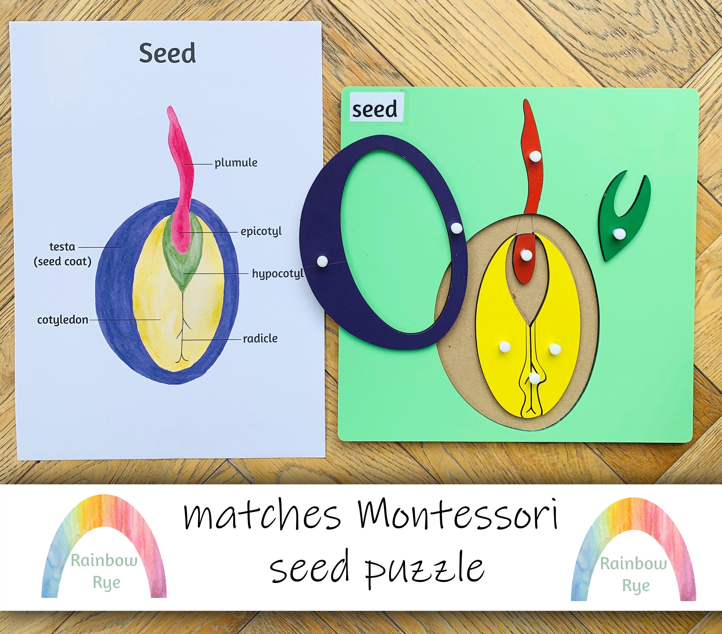 Parts of a Seed Flashcards and Poster Set - Anatomy of a Seed - Flash ...
