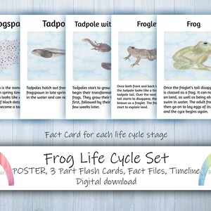 Frog Life Cycle Set - Flash Cards - Fact File - Poster - Timeline ...