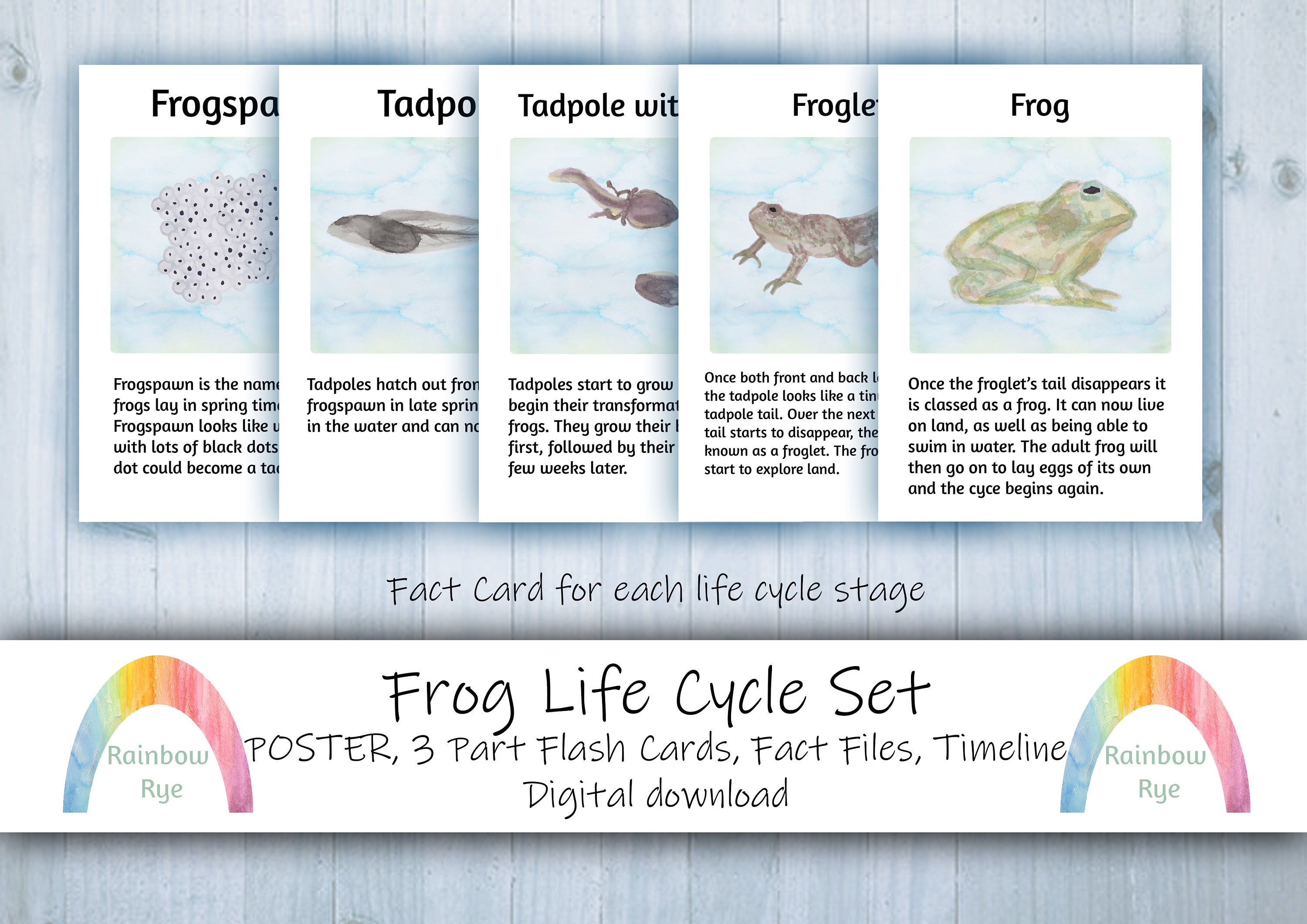 Frog Life Cycle Set - Flash Cards - Fact File - Poster - Timeline ...