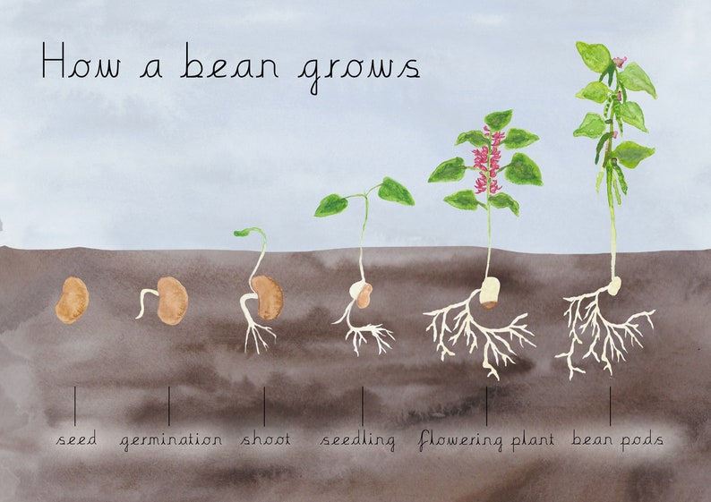 Bean Life Cycle Poster - How A Bean Grows - DIGITAL DOWNLOAD - Etsy
