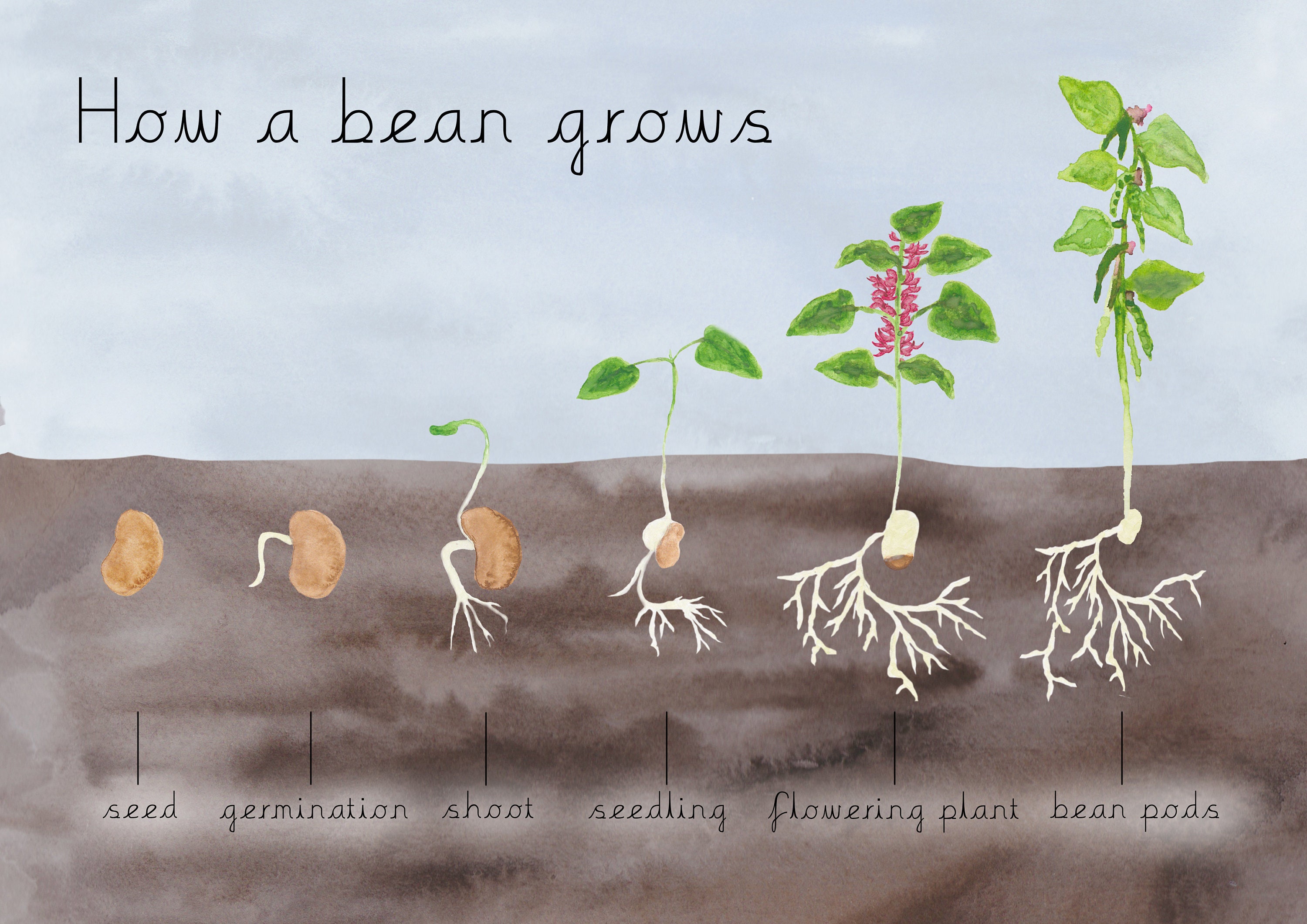 Bean Life Cycle Poster - How A Bean Grows - DIGITAL DOWNLOAD - Etsy