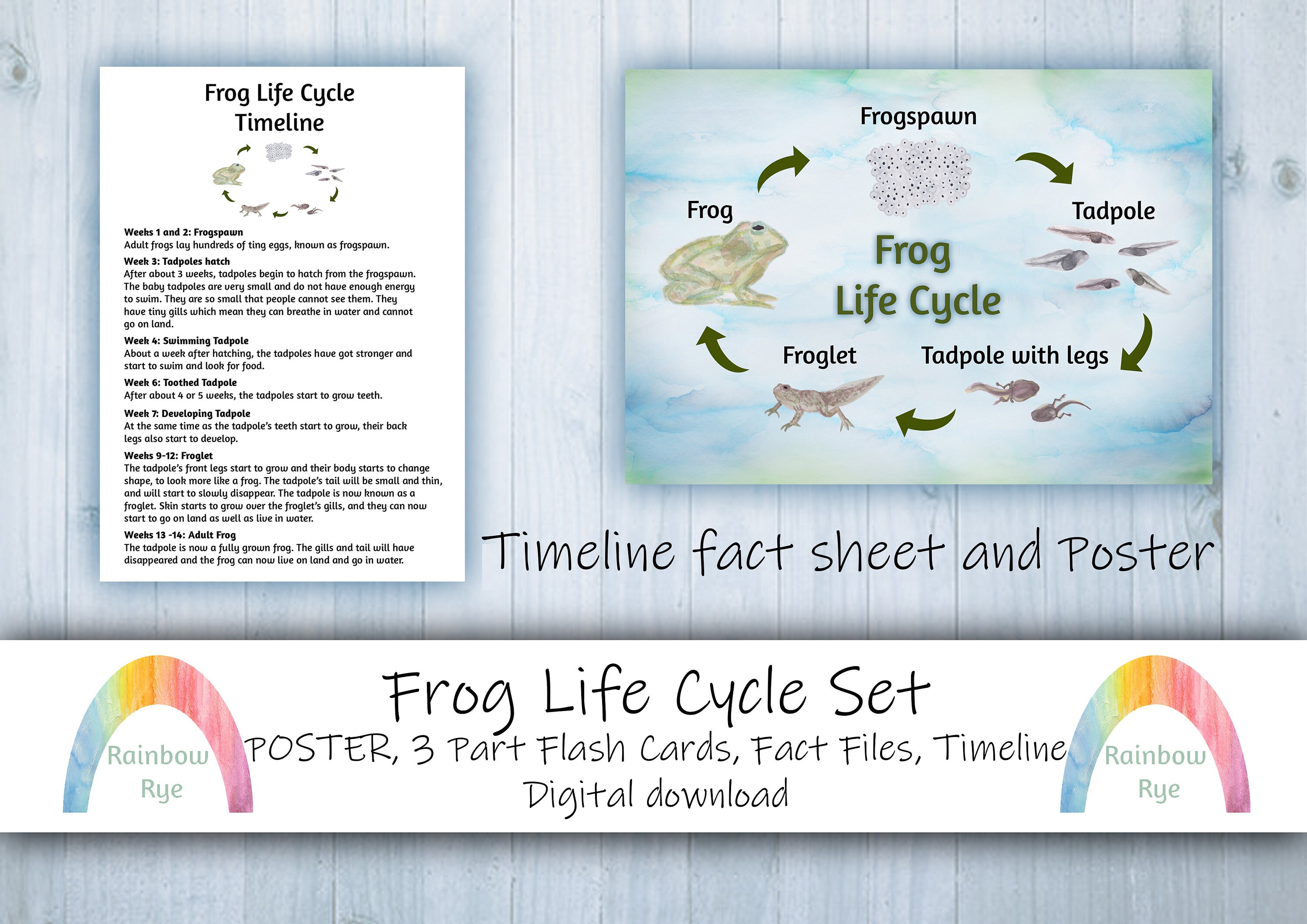 Frog Life Cycle Set - Flash Cards - Fact File - Poster - Timeline ...
