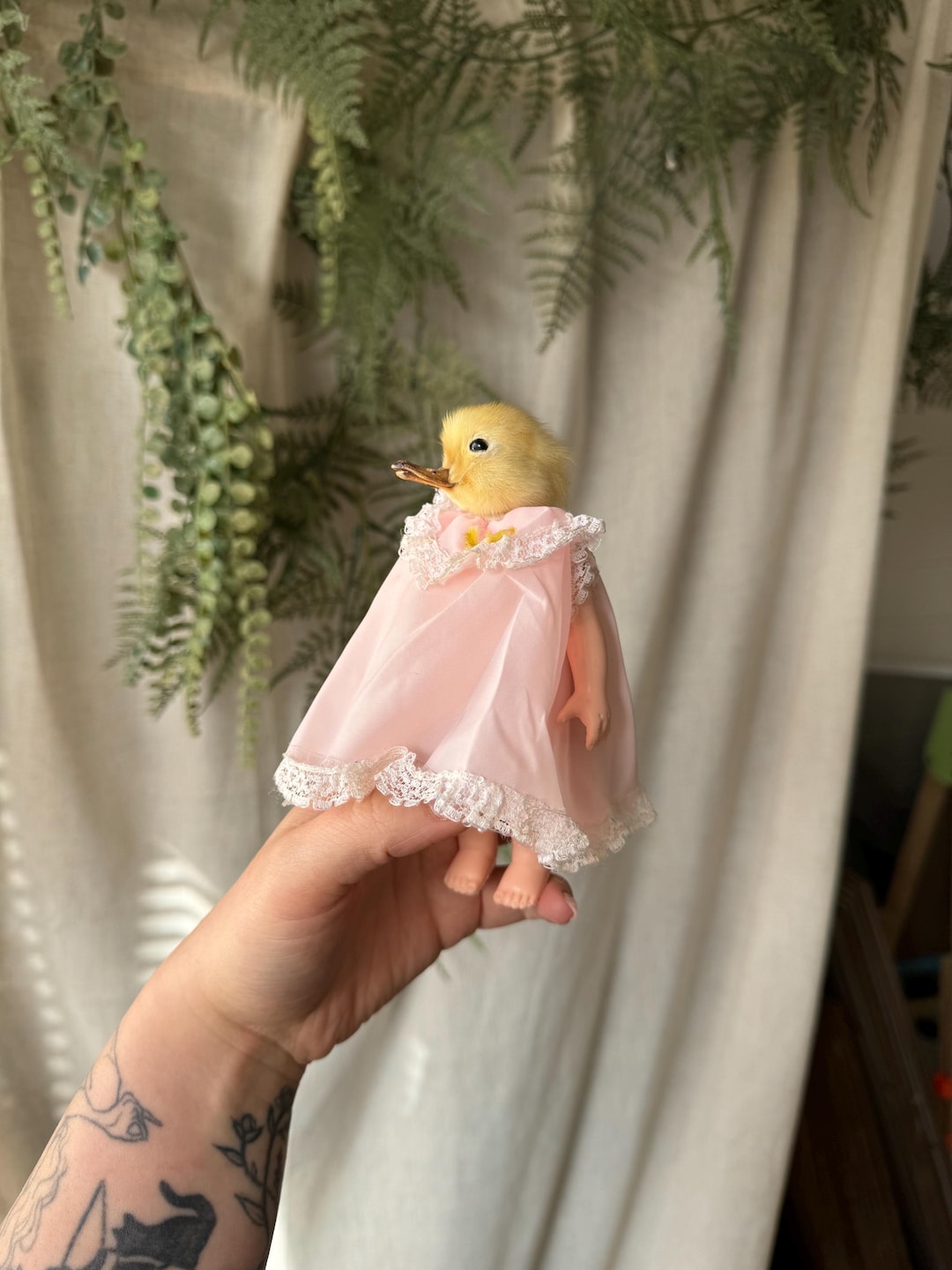 Duckling Taxidermy Doll - Etsy