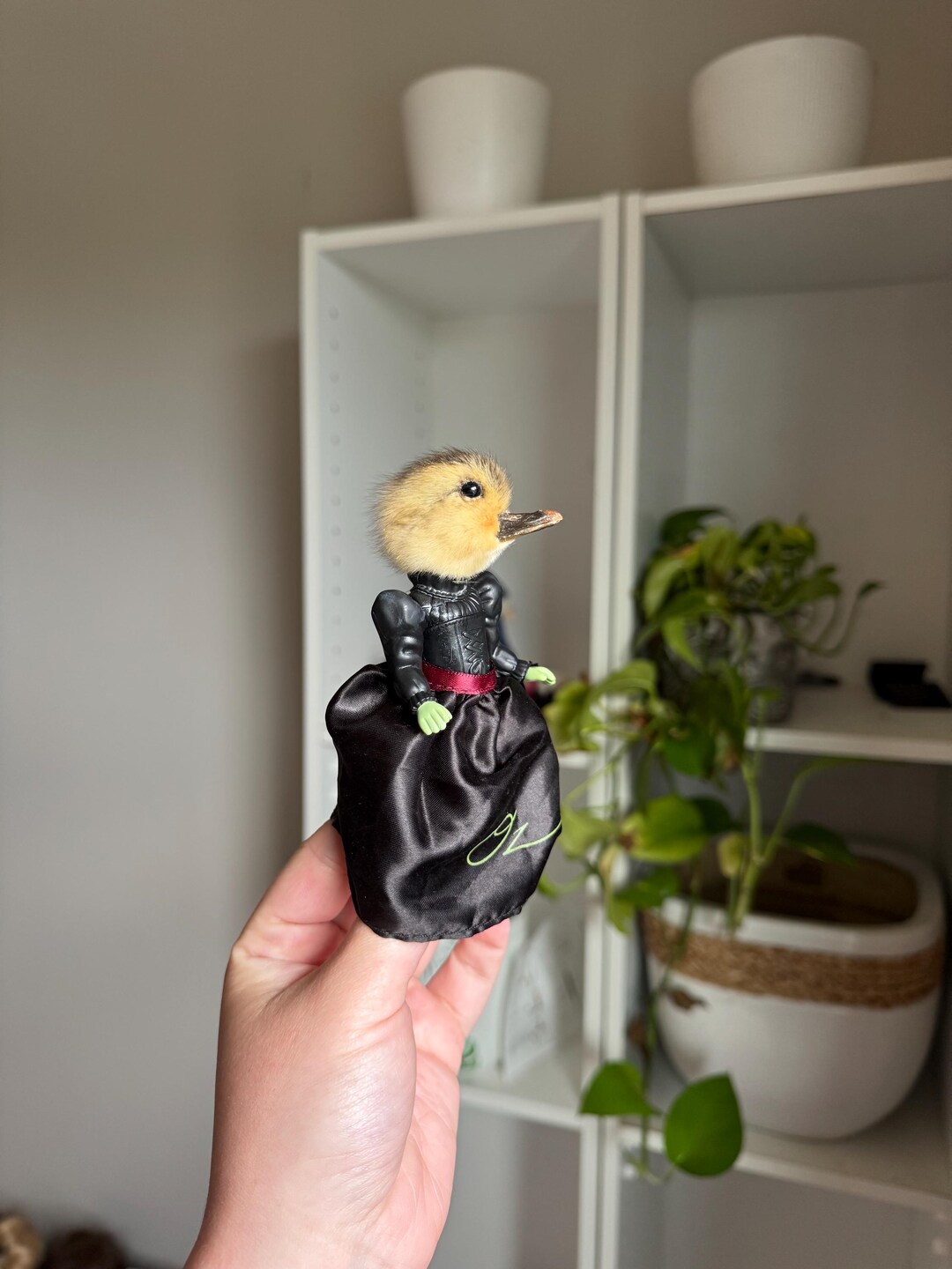 Duckling Taxidermy Doll - Etsy
