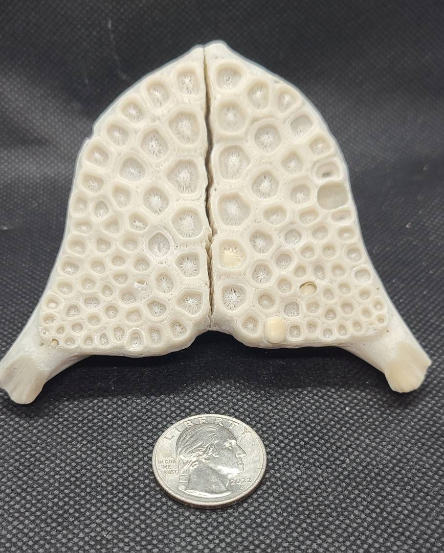 Black Drum Teeth