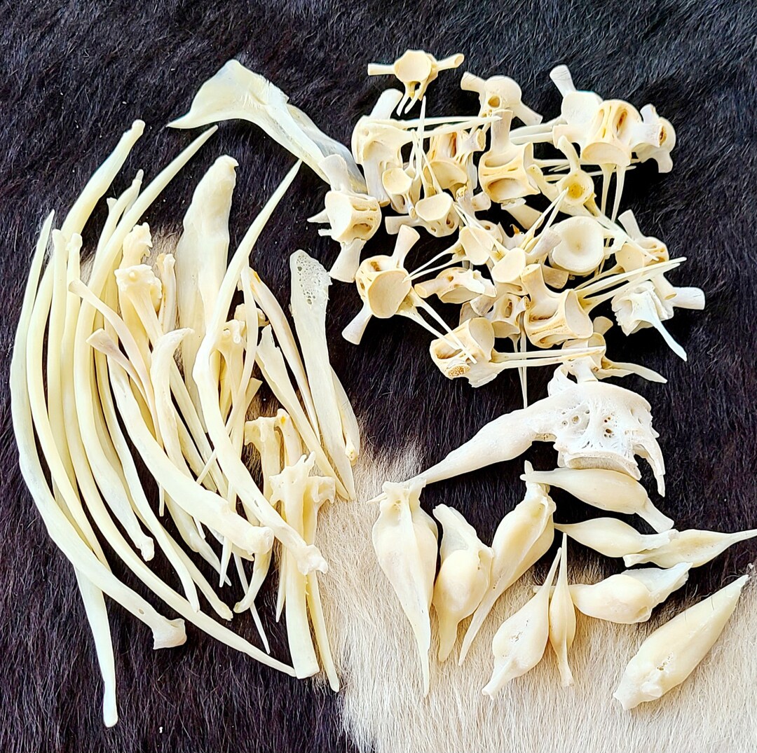 Fish Bone Bundle. Crafting Bones. Omoplatoscopy Set - Etsy