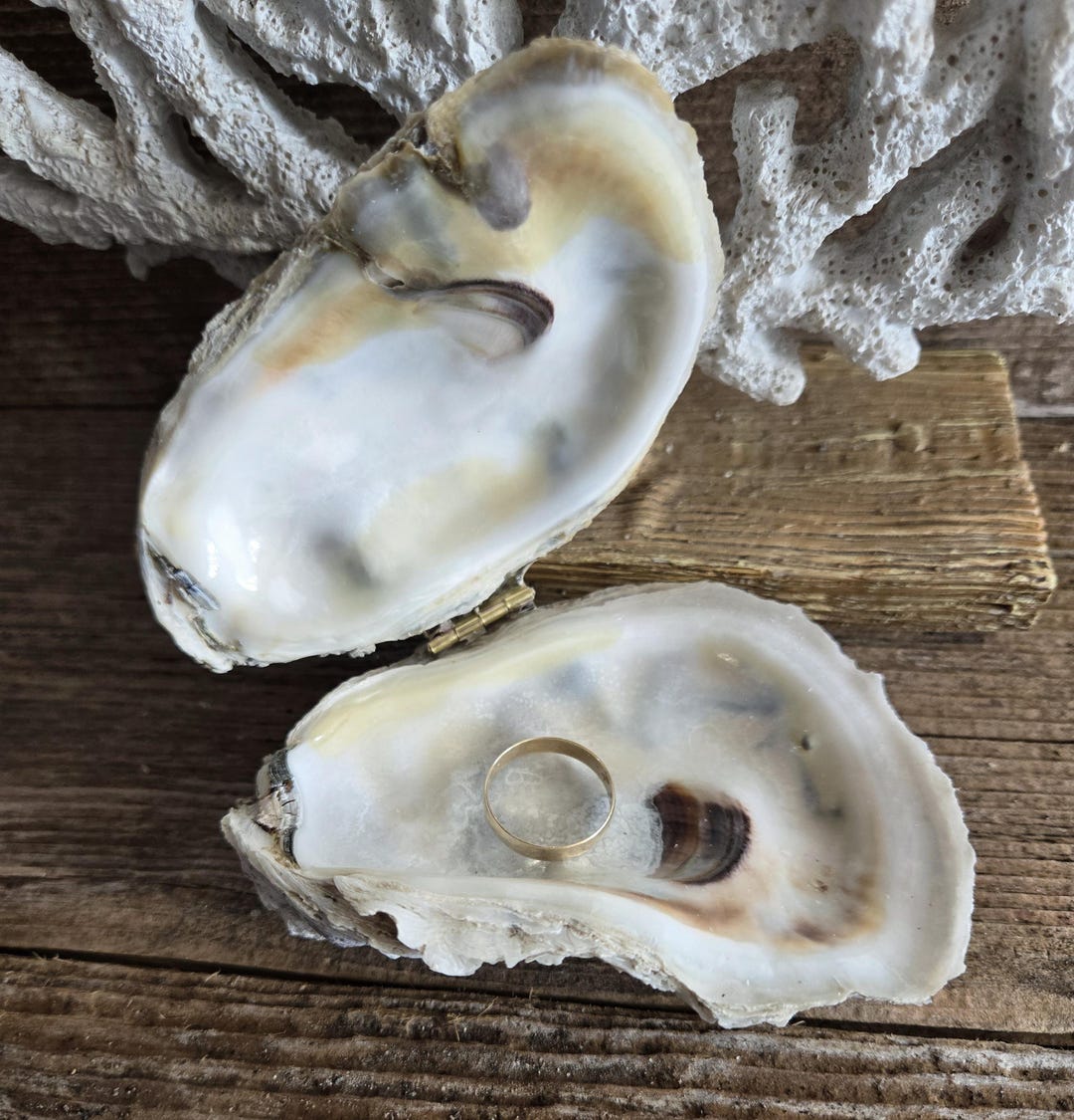 Large Natural Oyster Shell Proposal Box. Oyster Shell Ring Box. Oyster ...