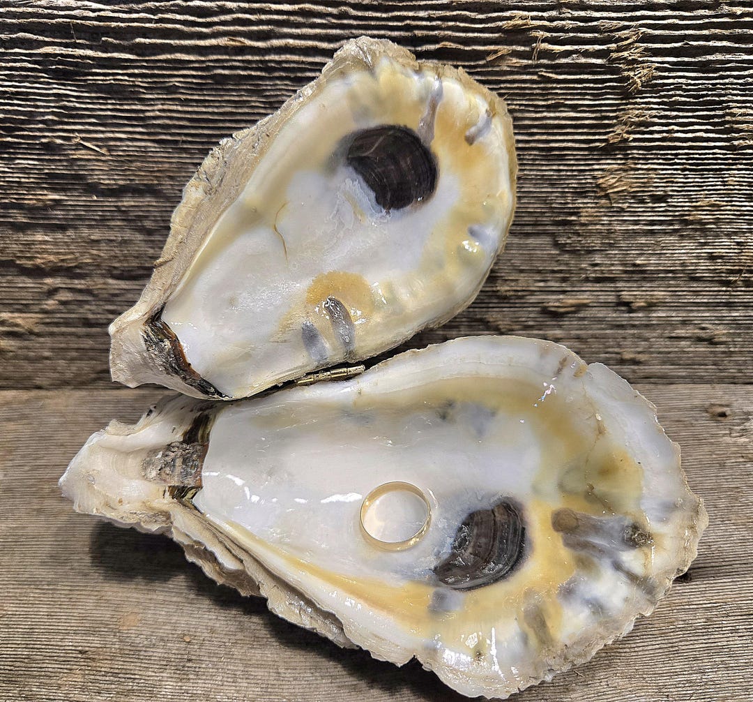 Extra Large Natural Oyster Shell Proposal Box. Oyster Shell Ring Box ...