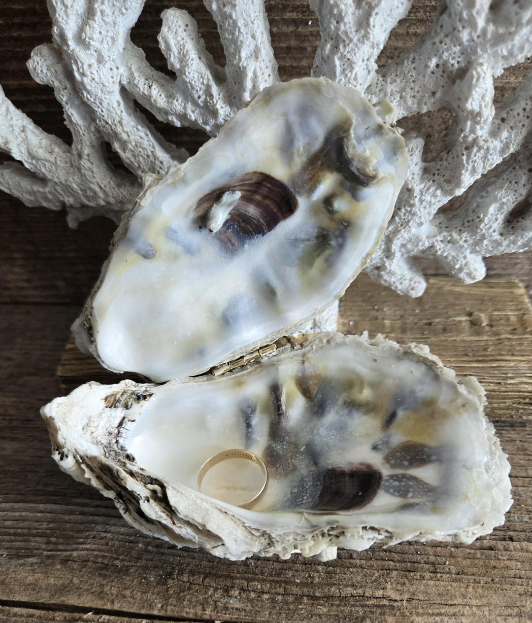 Large Natural Oyster Shell Proposal Box. Oyster Shell Ring Box. Oyster Shell Ring Dish 11 - Etsy
