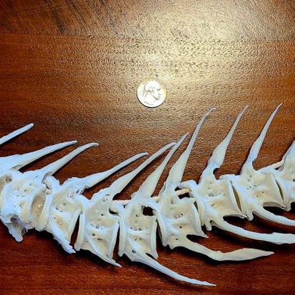 Fish Bone Beads - Etsy