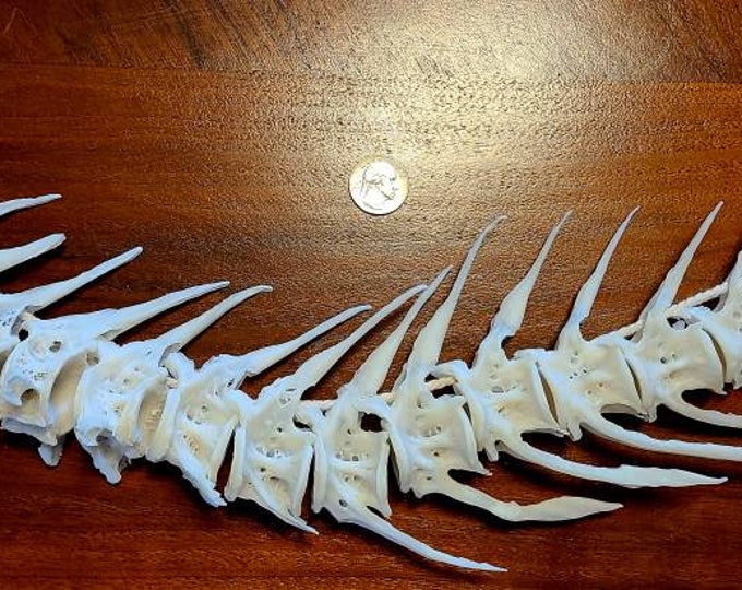 Fish Bone Garland, Oddities, Bone Crafts, Bone Art, Throwing Bones - Etsy