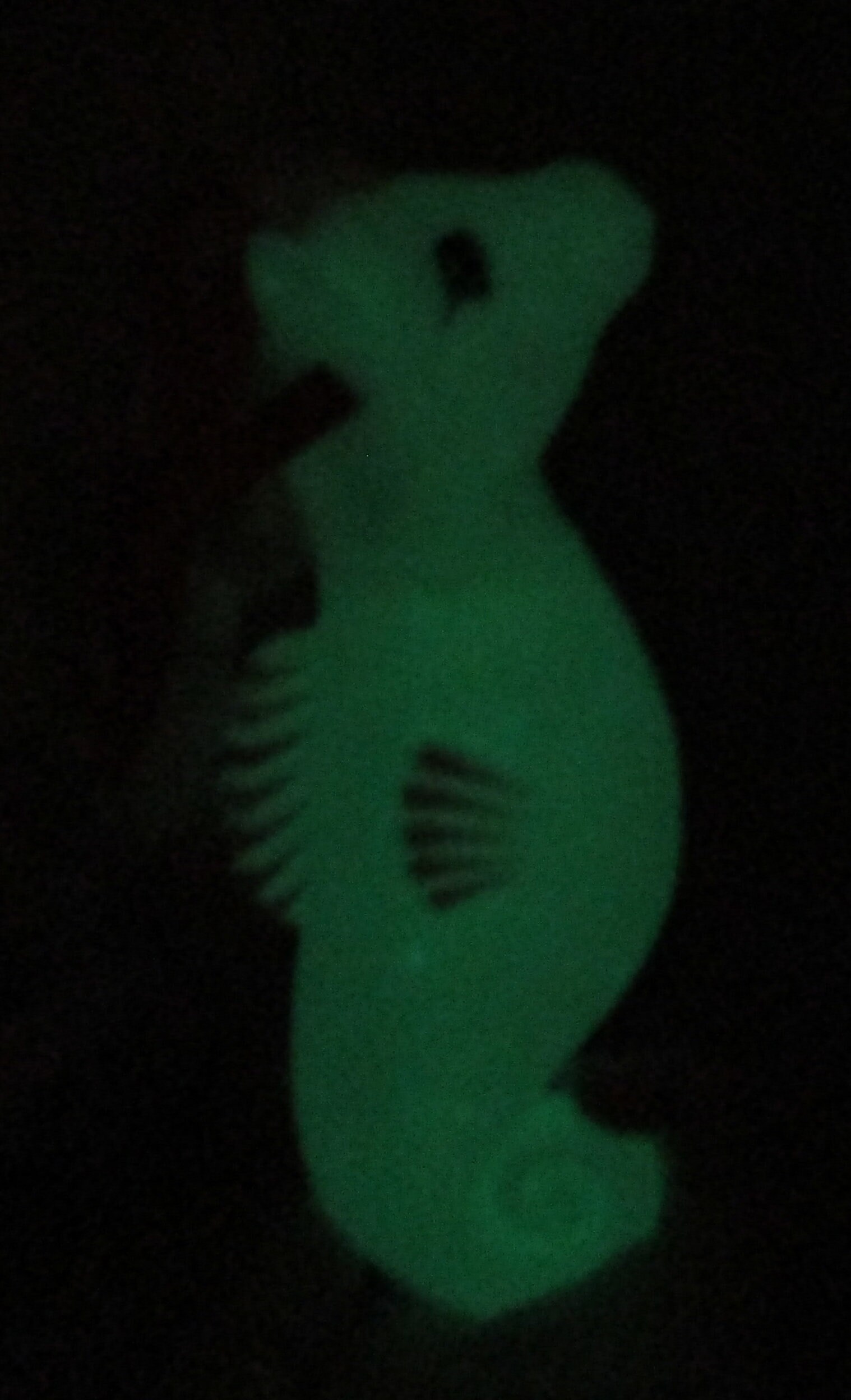 HQG1C Special Edition Seaglow Sea Pony & Blue Scallop SEA | Etsy