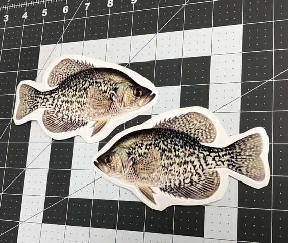 Crappie Sticker/decal - Etsy