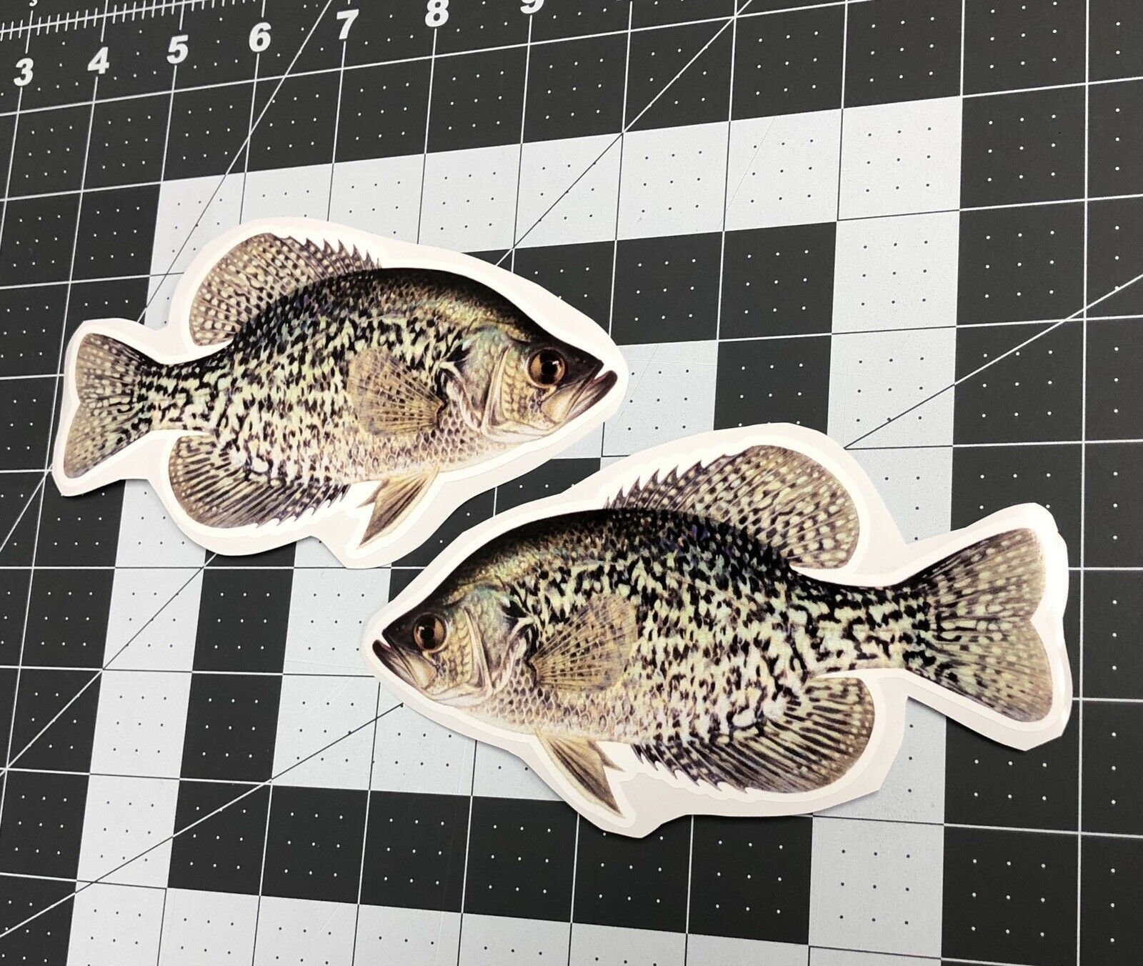 Crappie Sticker/decal - Etsy