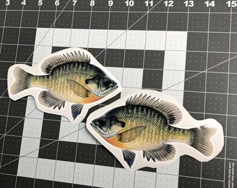 Bluegill, Bluegill Decal, Bluegill Sticker, Panfish - Etsy