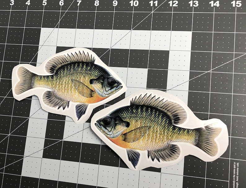 Bluegill Sticker/decal - Etsy