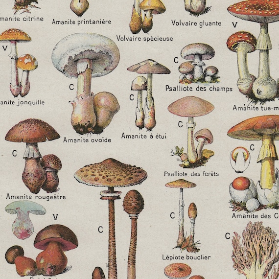 Poisonous Mushrooms Chart