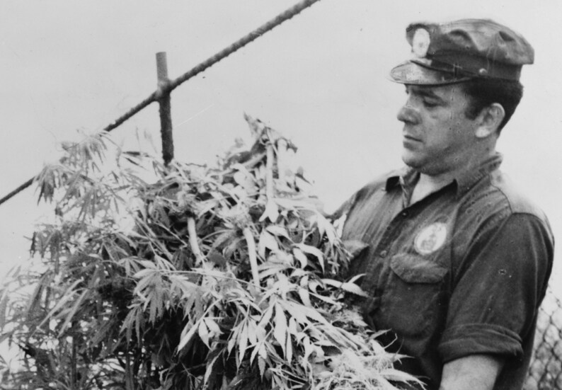 Vintage Weed Photo Poster, City Workers Destroying Marijuana 1958 ...