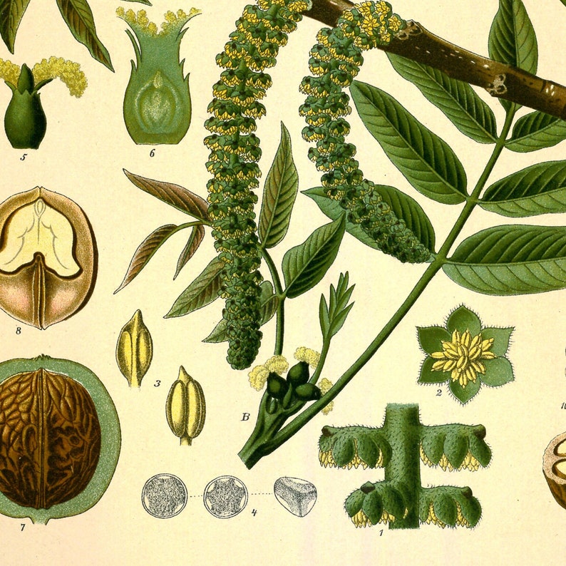 Vintage Walnut Tree Poster, Walnut Botanical Print, Scientific ...