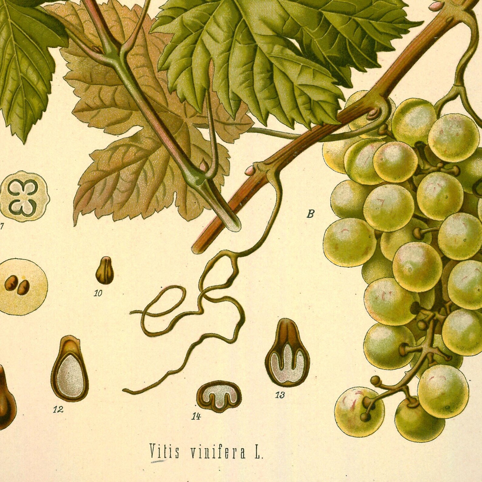 Vintage Grapevine Poster Grape Wine Botanical Print - Etsy