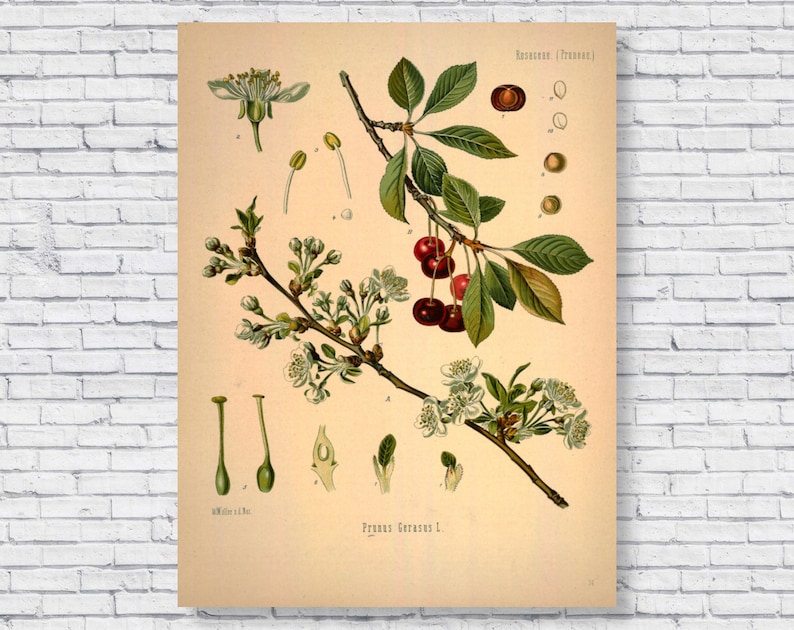 Vintage Cherries Poster, Cherry Tree Botanical Print, Scientific ...